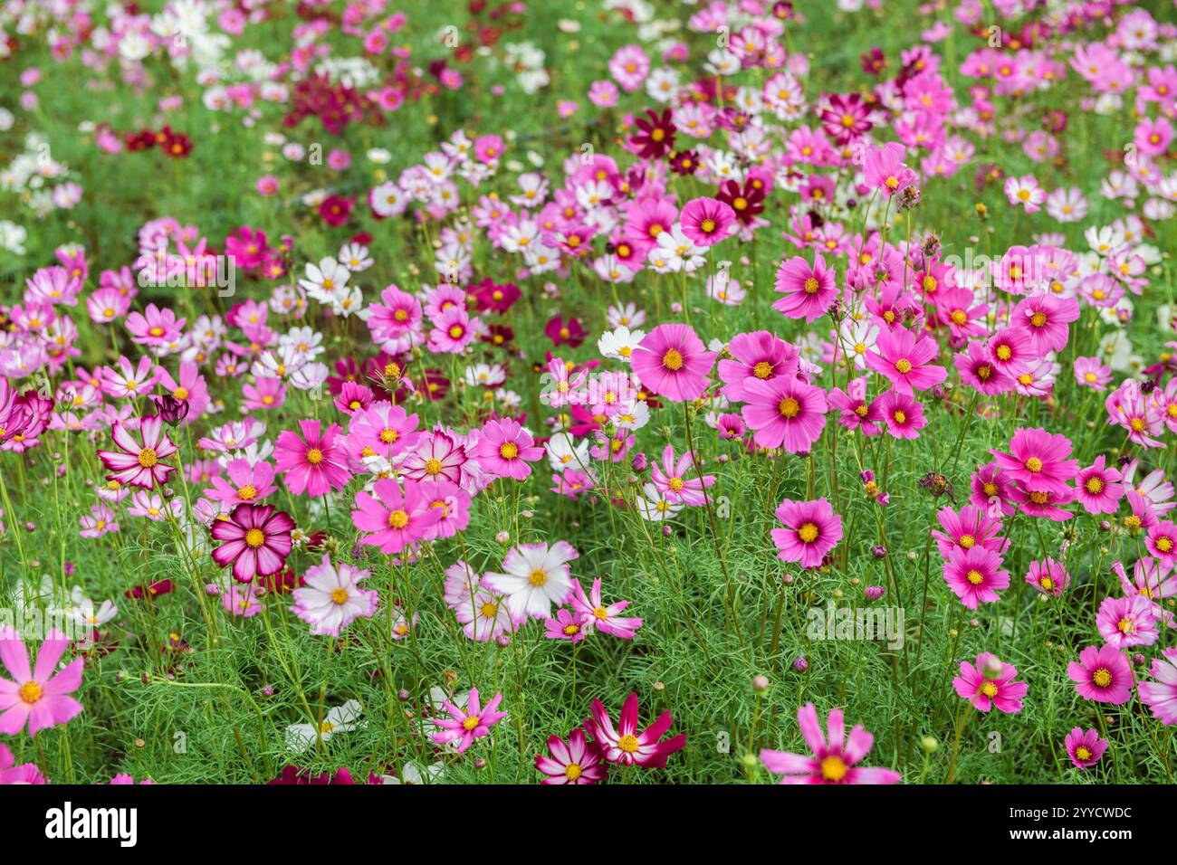 beautiful pink cosmos flowers in the farming area. flower field on ...