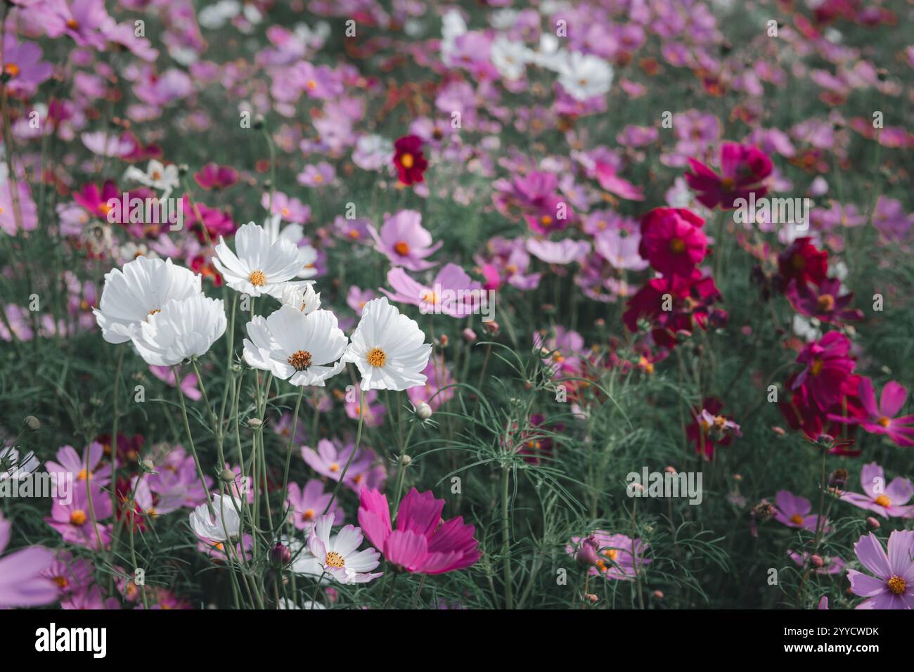 beautiful white and pink cosmos flowers in the farming area. flower ...