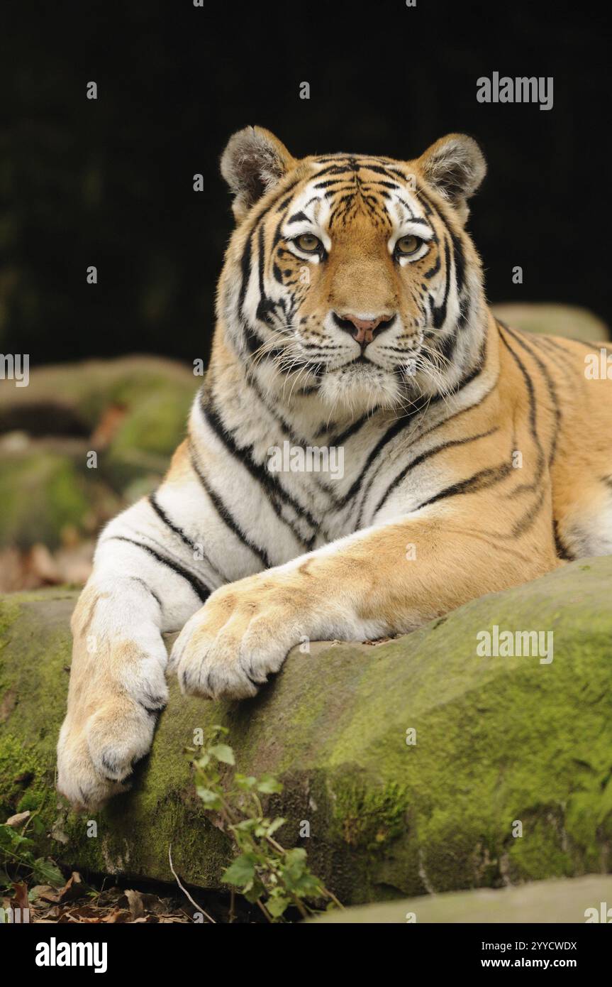 An attentive tiger lies quietly on a moss-covered rock, Siberian tiger ...