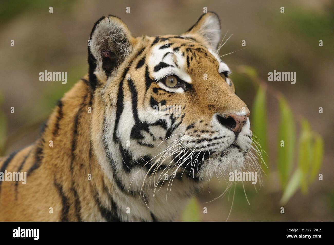 A tiger looks thoughtfully into the distance, surrounded by nature ...