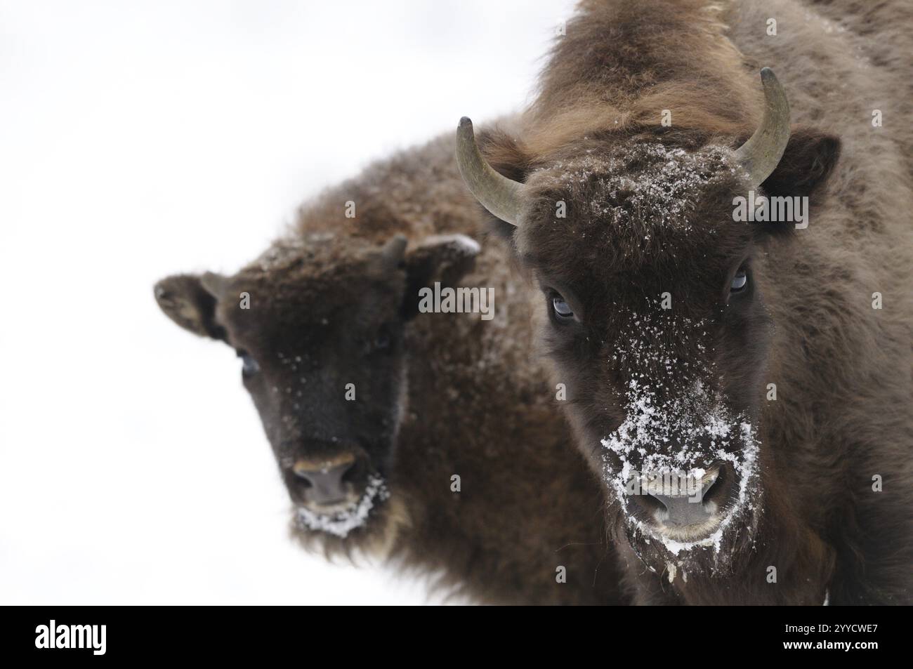 Two bison, one adult and one juvenile, standing in the snow, covered ...