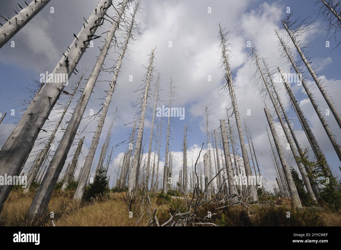 Barren tree trunks stretch into the sky under white clouds, Lusen ...
