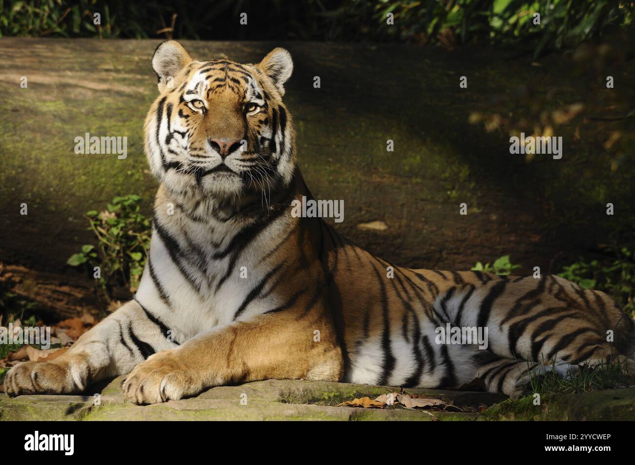 Reclining tiger in front of a tree trunk, in the sunshine in a natural ...