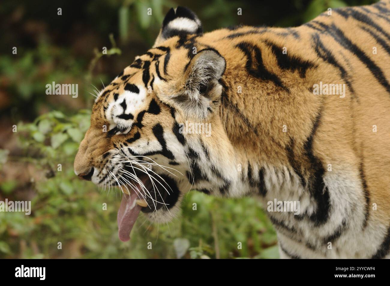 Ingrown teeth hi-res stock photography and images - Alamy