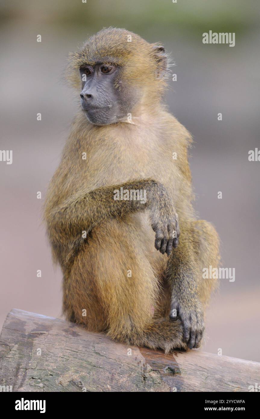 A baboon sits relaxed with its arms folded and observes its ...
