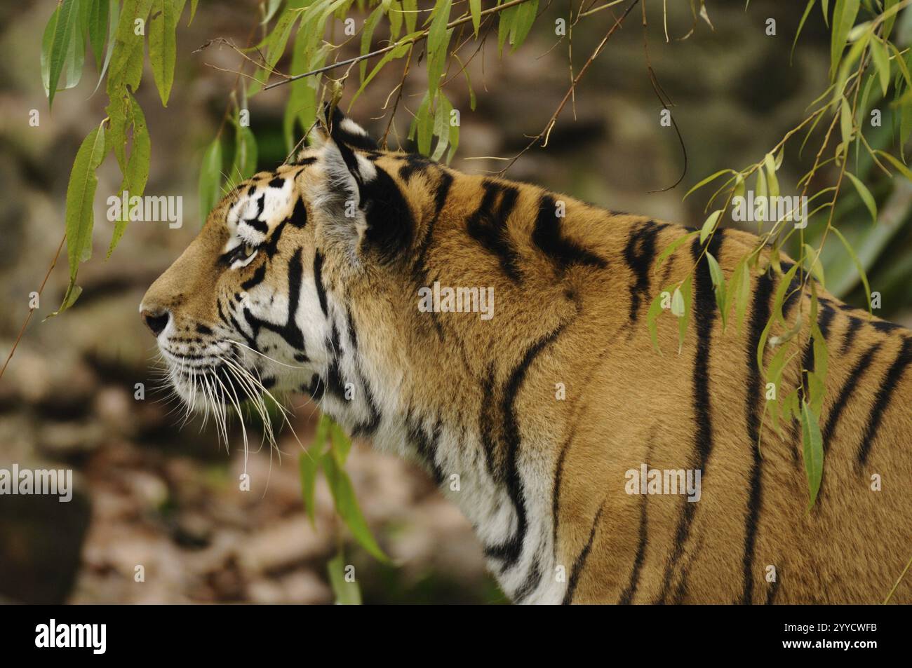 Tiger under trees, portrayed from the side with a calm expression ...