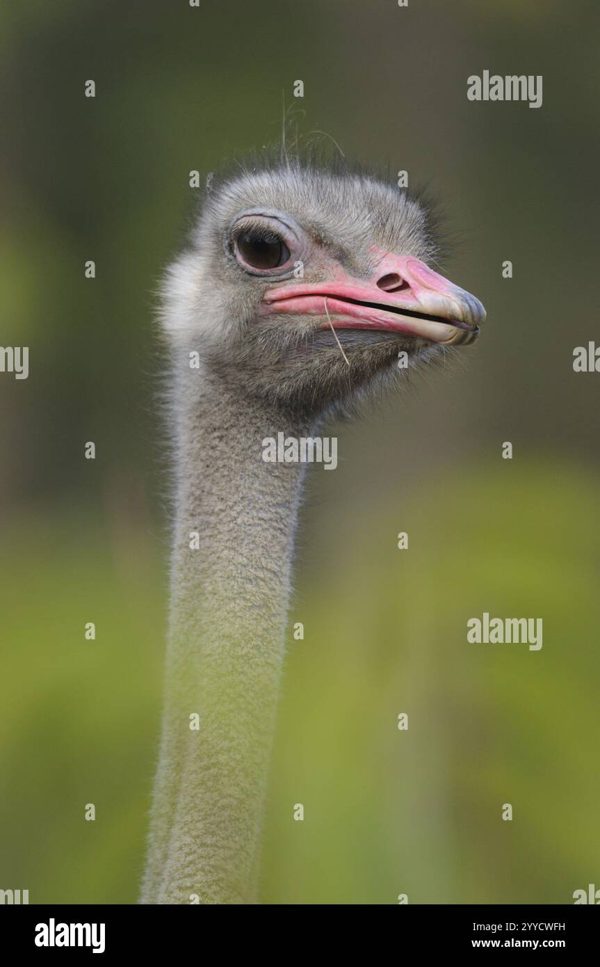 Close-up of an ostrich head with focused gaze and grey plumage, common ...