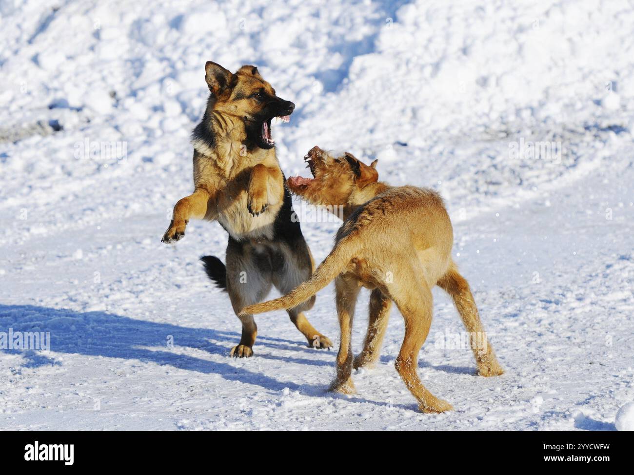 Hungarian shepherds dog hi-res stock photography and images - Alamy