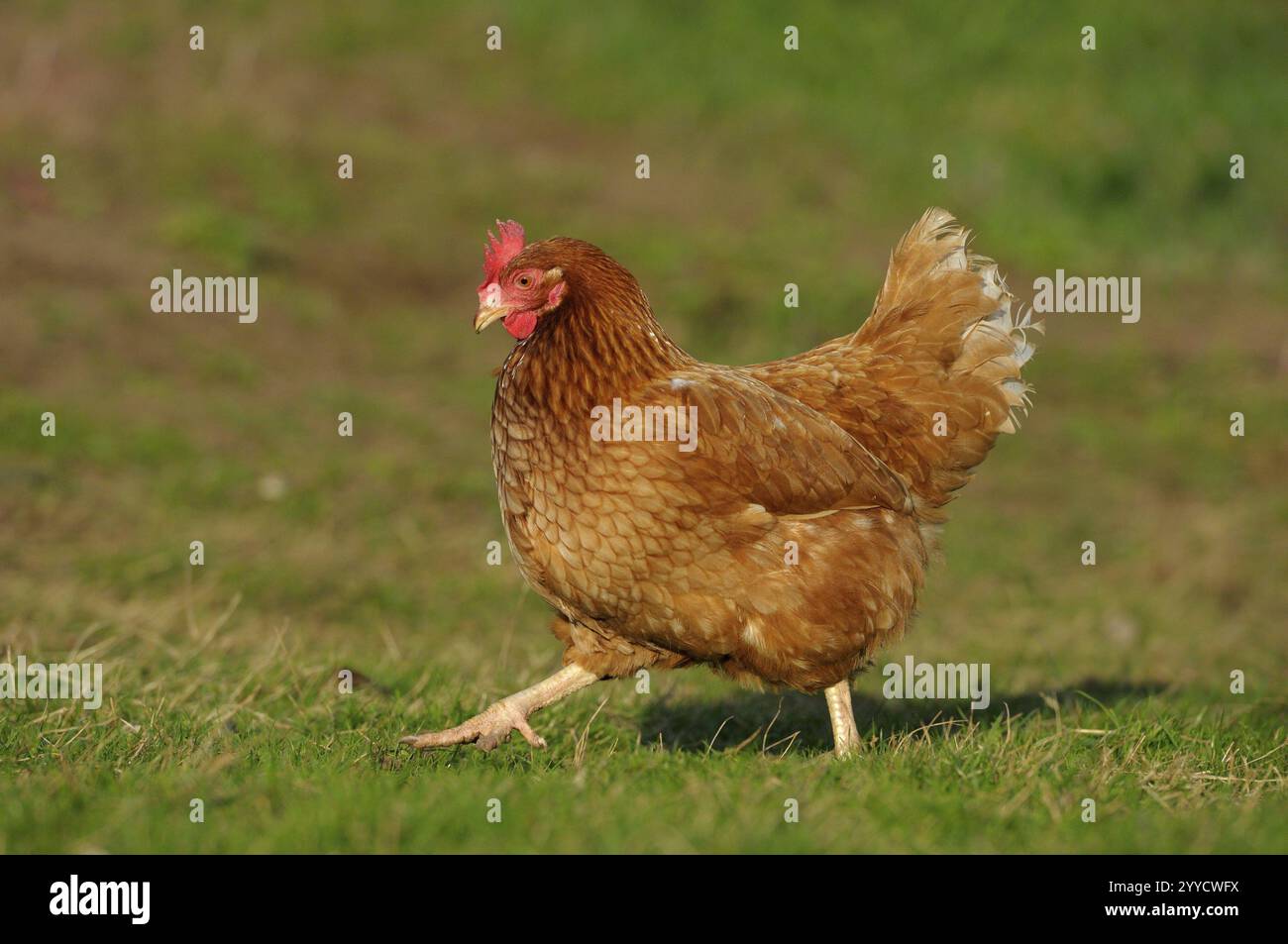 Brown hen with red comb running on a chicken yard, domestic chicken ...