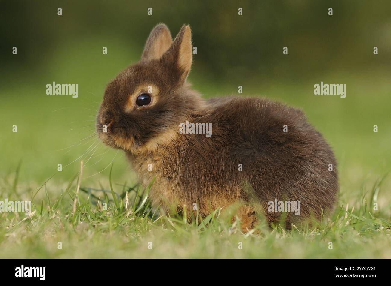 Seated character observes hi-res stock photography and images - Alamy
