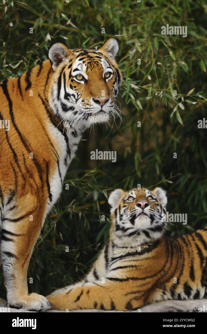 An adult tiger and a young lying relaxed in the bamboo, Siberian tiger ...