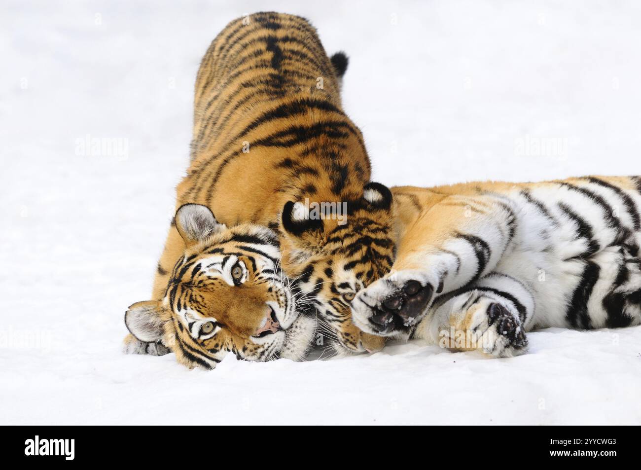 Two tigers, mother and young, playing in the snow, Siberian tiger ...