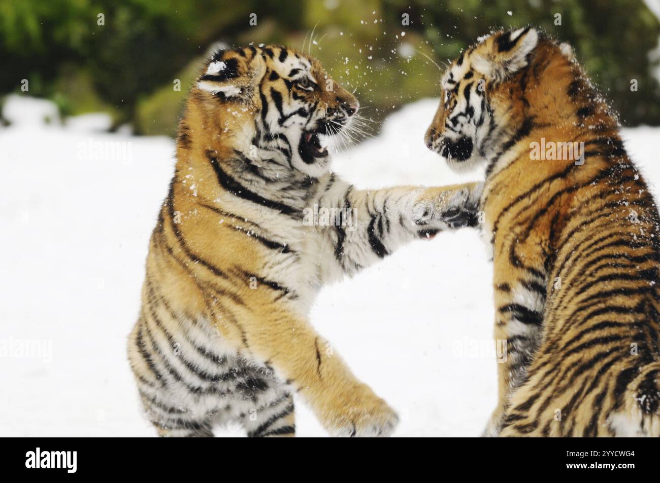 Two tiger cubs playing lively in the snow, surrounded by nature ...