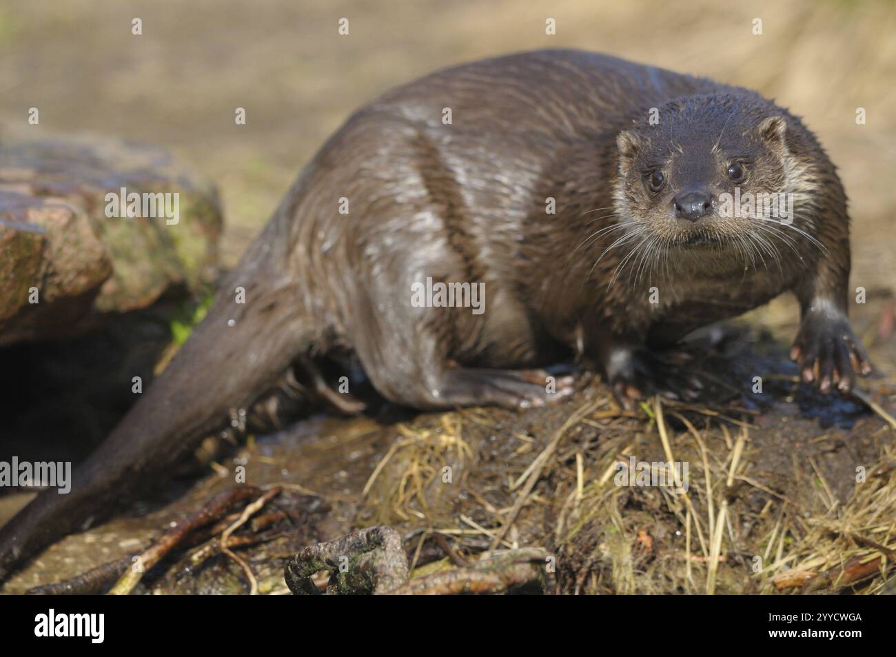 An otter stands on the bank with wet fur, Otter (Lutra lutra), Bavaria ...