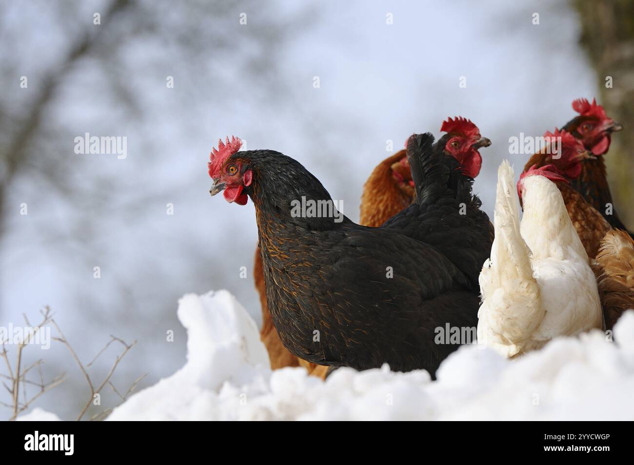 Black hen with other chickens in a snow-covered winter landscape ...