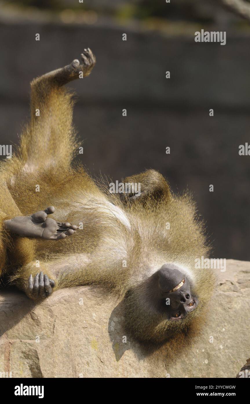 A baboon lying relaxed on its back on a rock, Guinea baboon (Papio ...