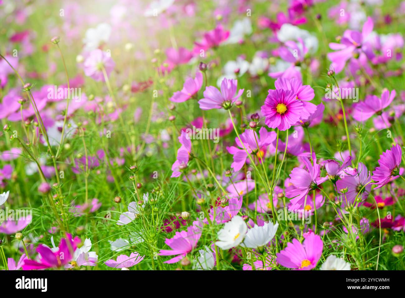 beautiful pink cosmos flowers in the farming area. flower field on ...
