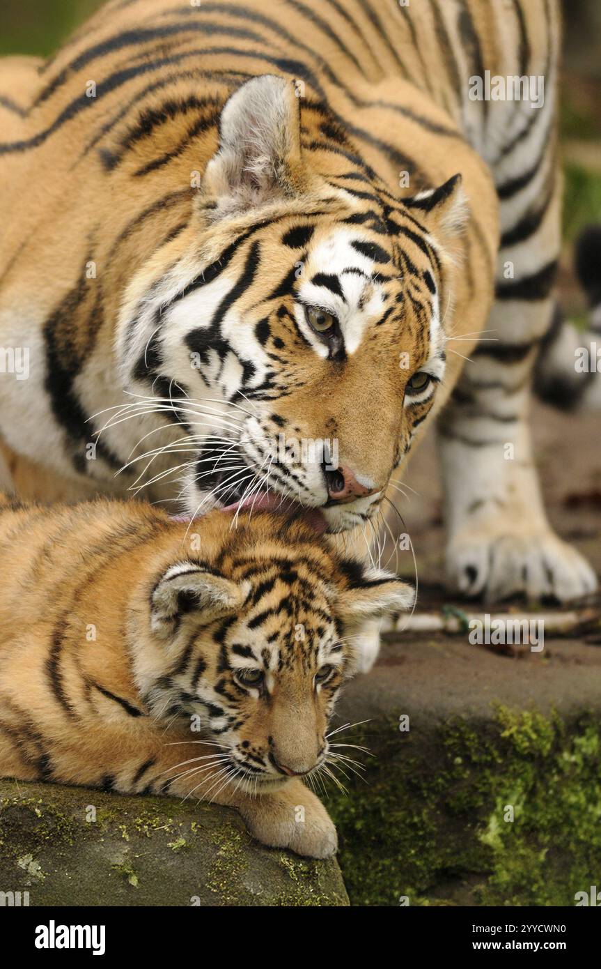 A tiger lovingly licks its young. Scenes of affection and care in a ...