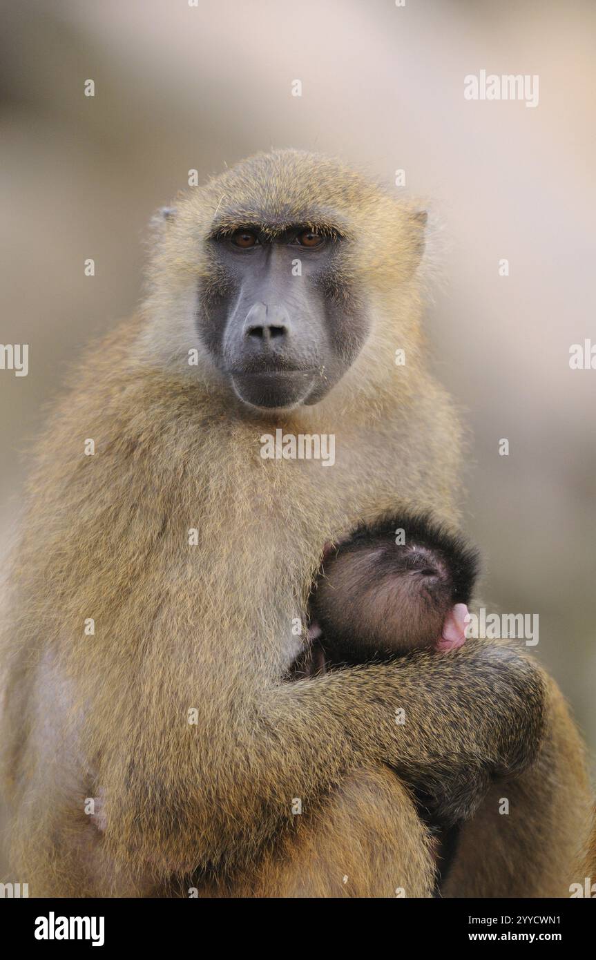 A baboon mother holds a baby in her arms and shows affection, Guinea ...
