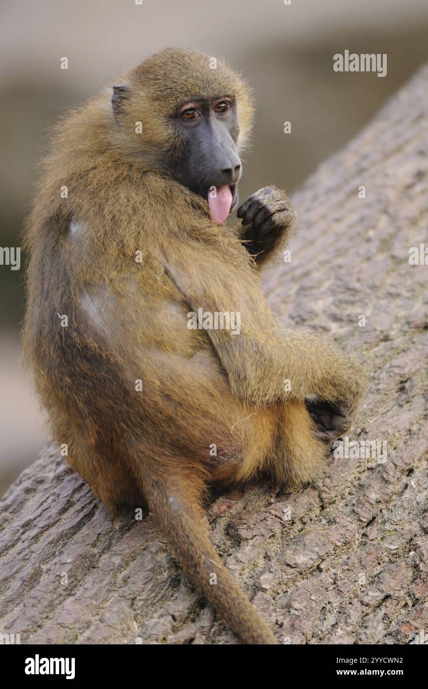 A baboon sits playfully on a tree trunk and sticks out its tongue ...