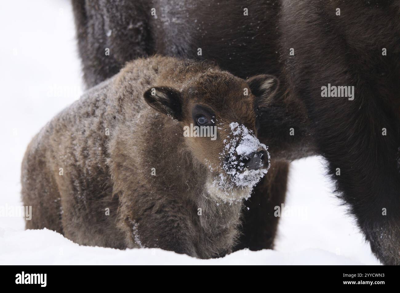 Small bison hidden in the snow next to large bison, bison (Bos bonasus ...