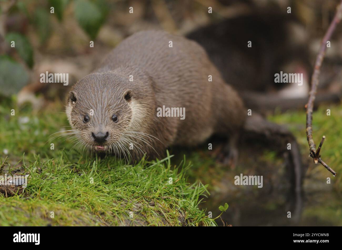 Natural habitat in grassy areas hi-res stock photography and images - Alamy