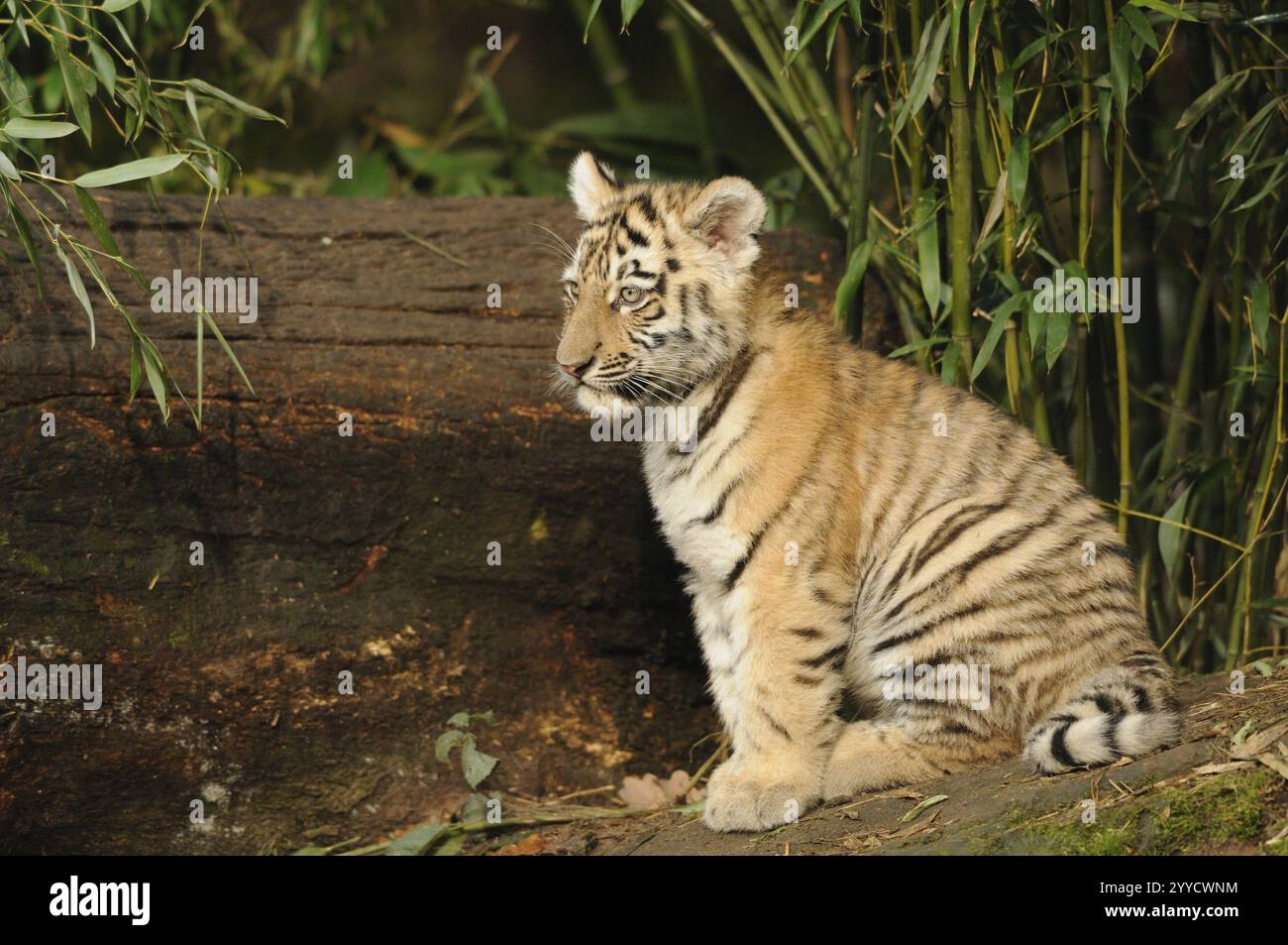 Tiger cub sitting attentively next to bamboo, Siberian tiger (Panthera ...