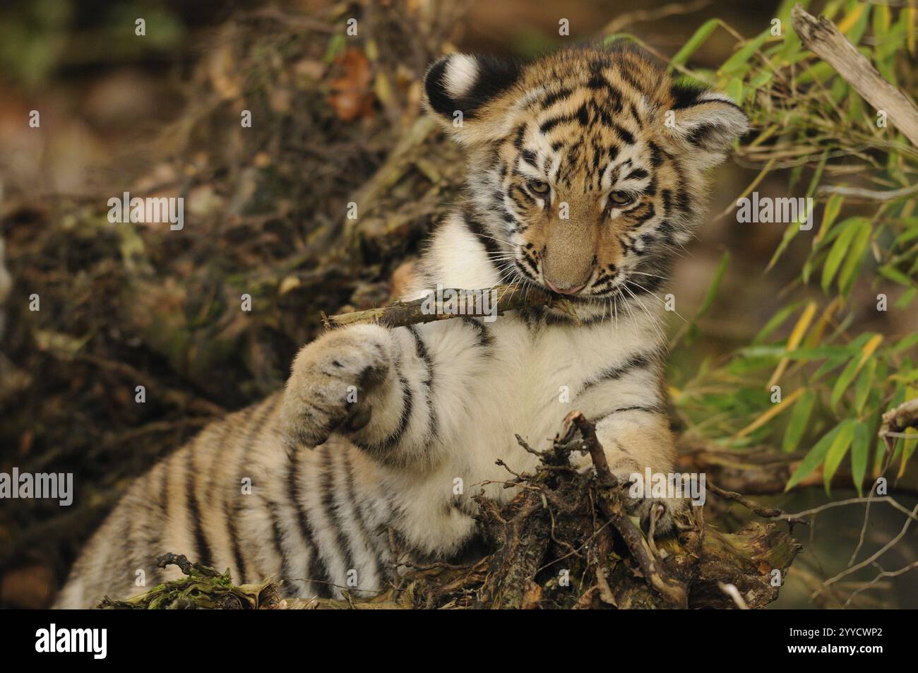 A tiger cub playing with a branch, surrounded by natural materials ...