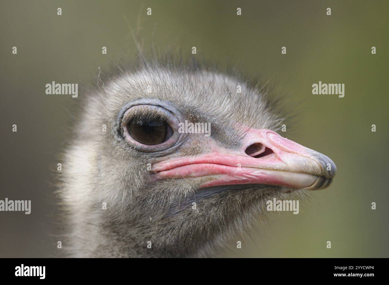 Detailed close-up view of an ostrich head with focus on eye and beak ...