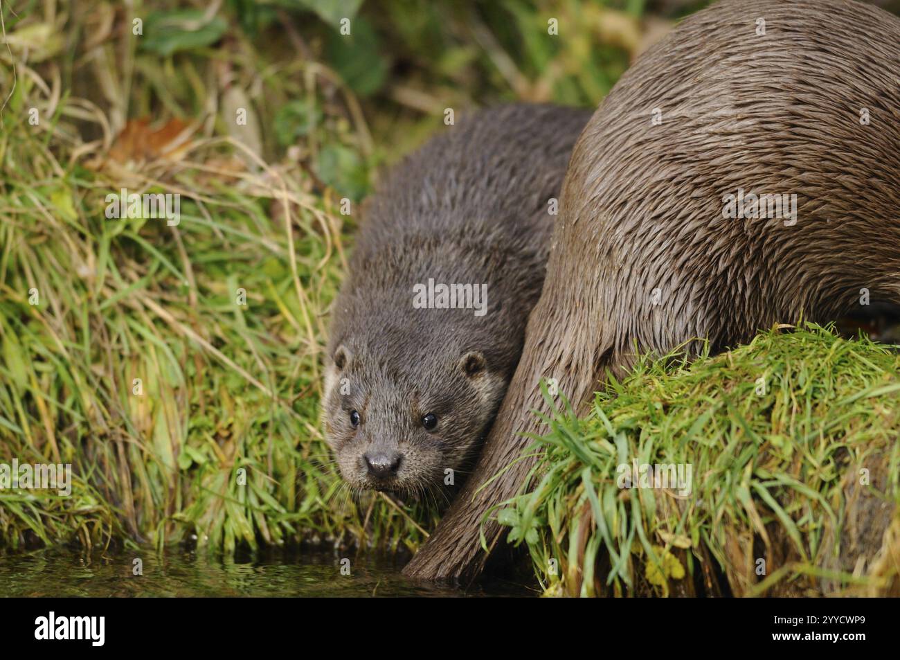A small otter partially hiding behind grass by the water, otter (Lutra ...