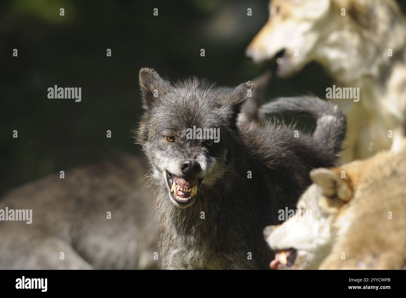 Growling wolf hi-res stock photography and images - Alamy