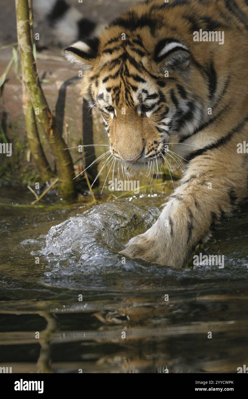 A tiger plays with its paw on the water and creates small waves ...