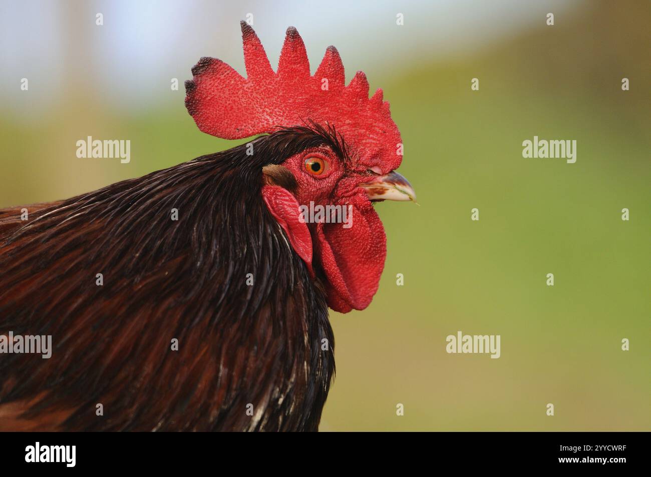 Lateral close-up of a colourful cockerel with red comb, domestic fowl ...
