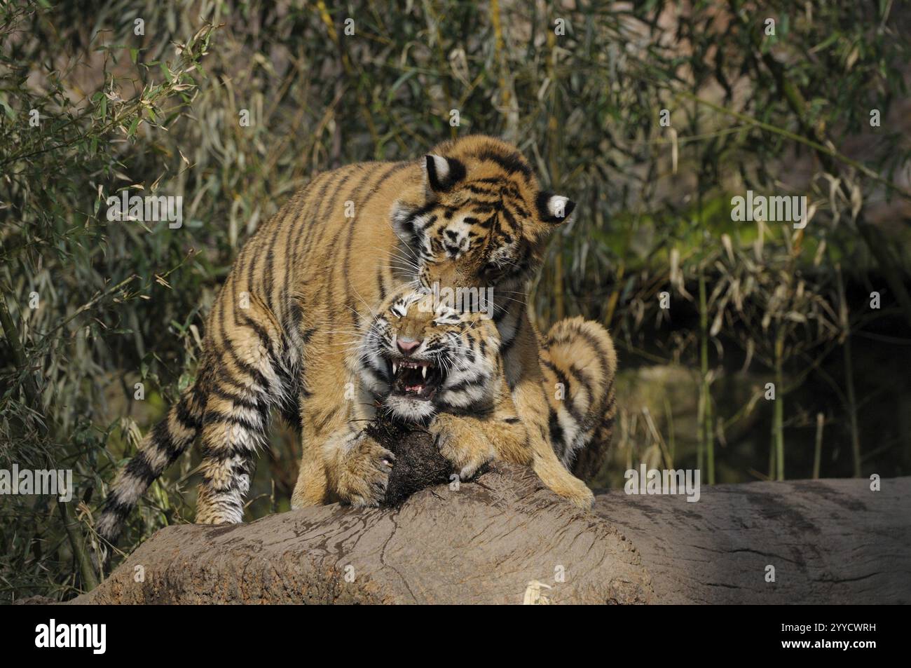 Two small tigers wrestle with each other, showing their wild nature ...