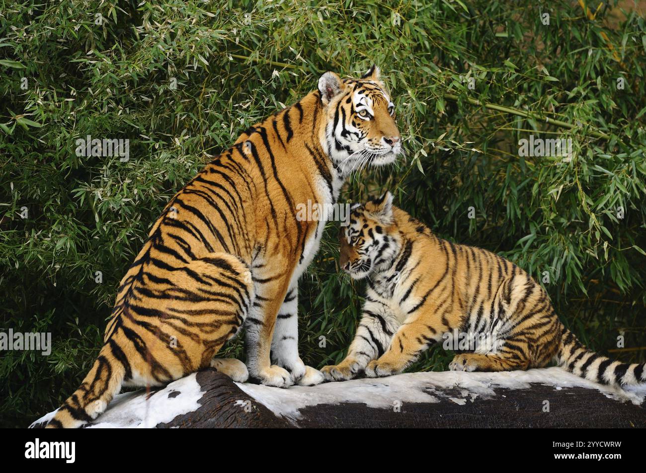 A tiger and its young sit together on a rock surrounded by bamboo ...