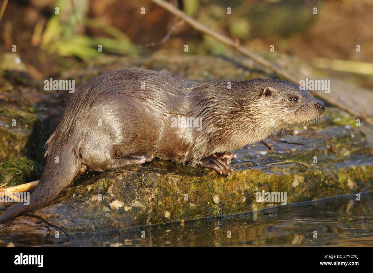 Otter sitting on the bank on a rock with wet fur, Otter (Lutra lutra ...