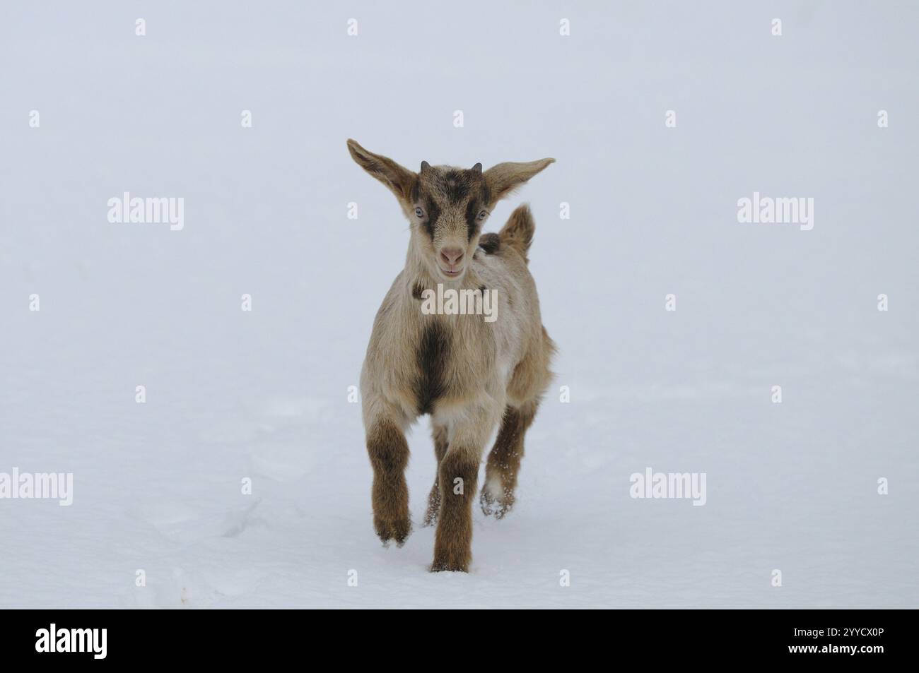 A goatling running in the snowy terrain, Boer goat, domestic goat ...