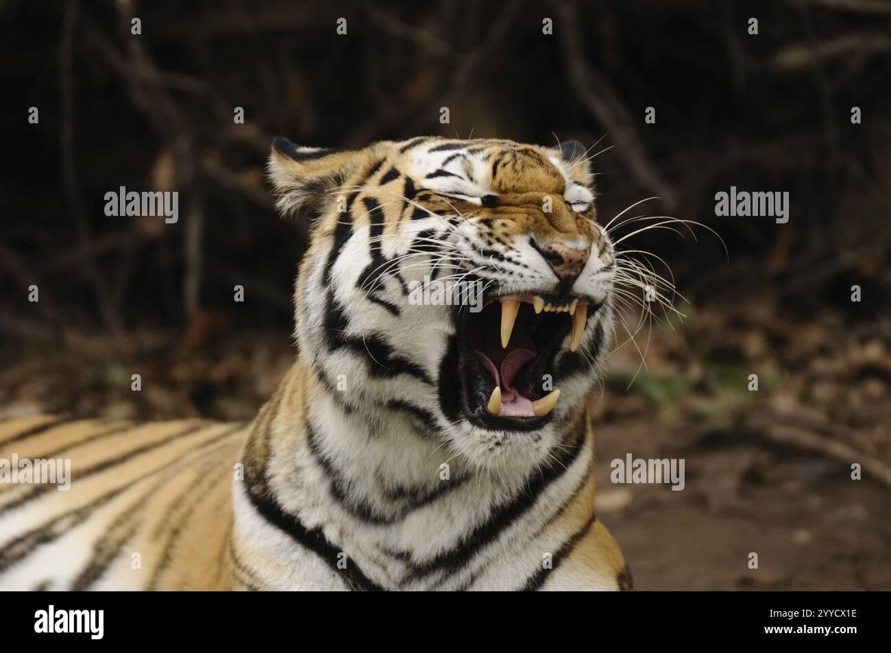 Tiger shows its teeth when yawning, Siberian tiger (Panthera tigris ...