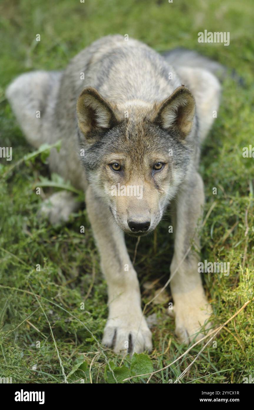 A young wolf lies attentively on green ground, legs stretched out ...