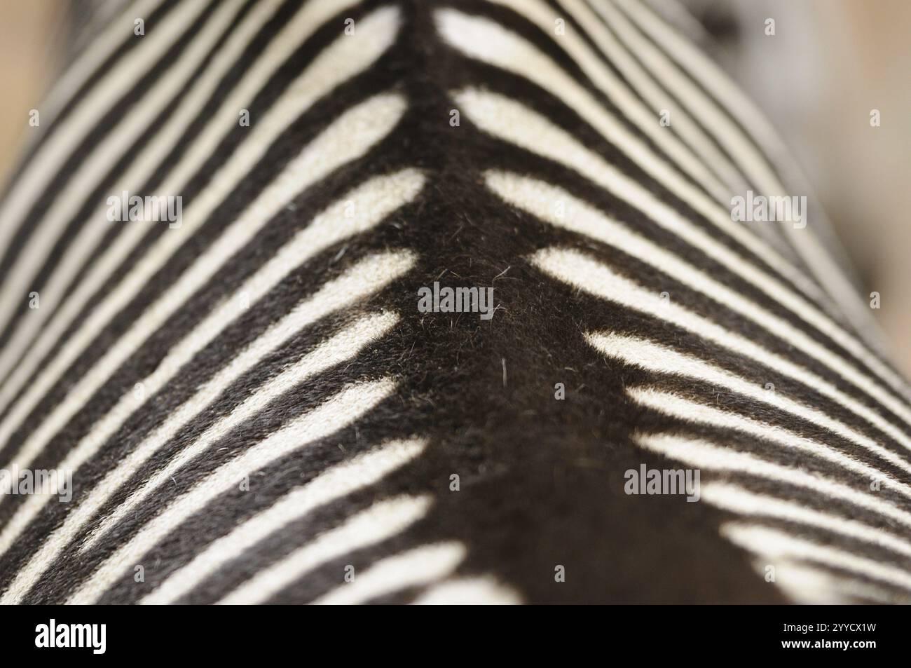 Close-up of the zebra pattern with black and white stripes in abstract ...