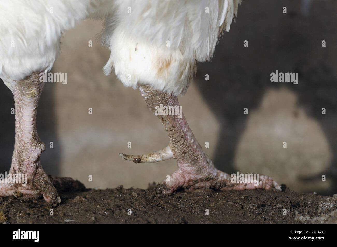 Close-up of dirty chicken legs on a floor, domestic chicken (Gallus ...
