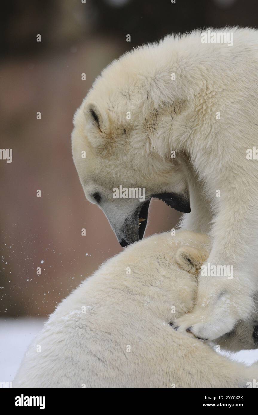 Two polar bears in a playful and tender interaction in the snow, polar ...