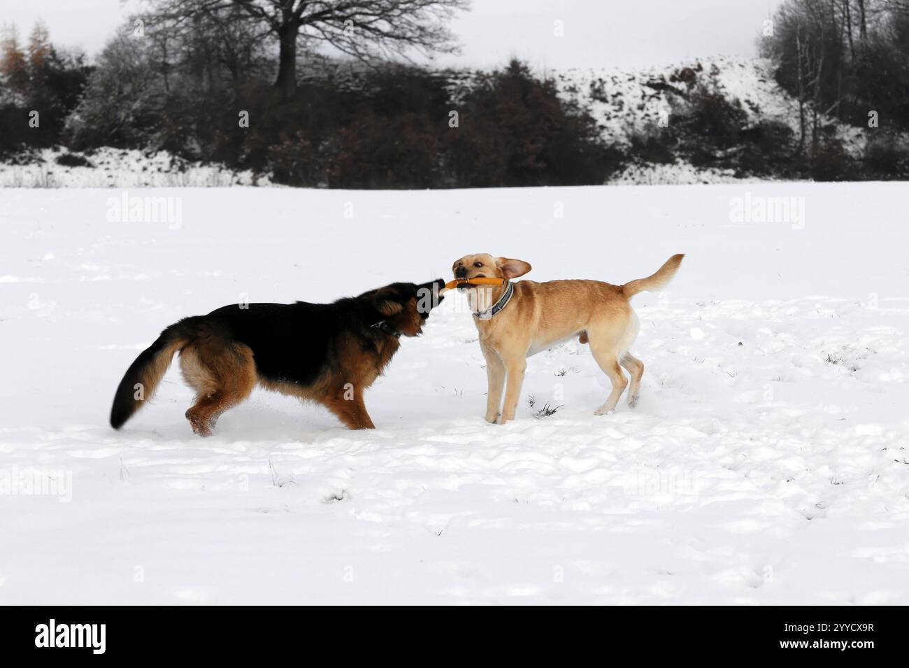 German Shepherd Dog, 12 months, and Yellow Labrador Retriever, A German ...
