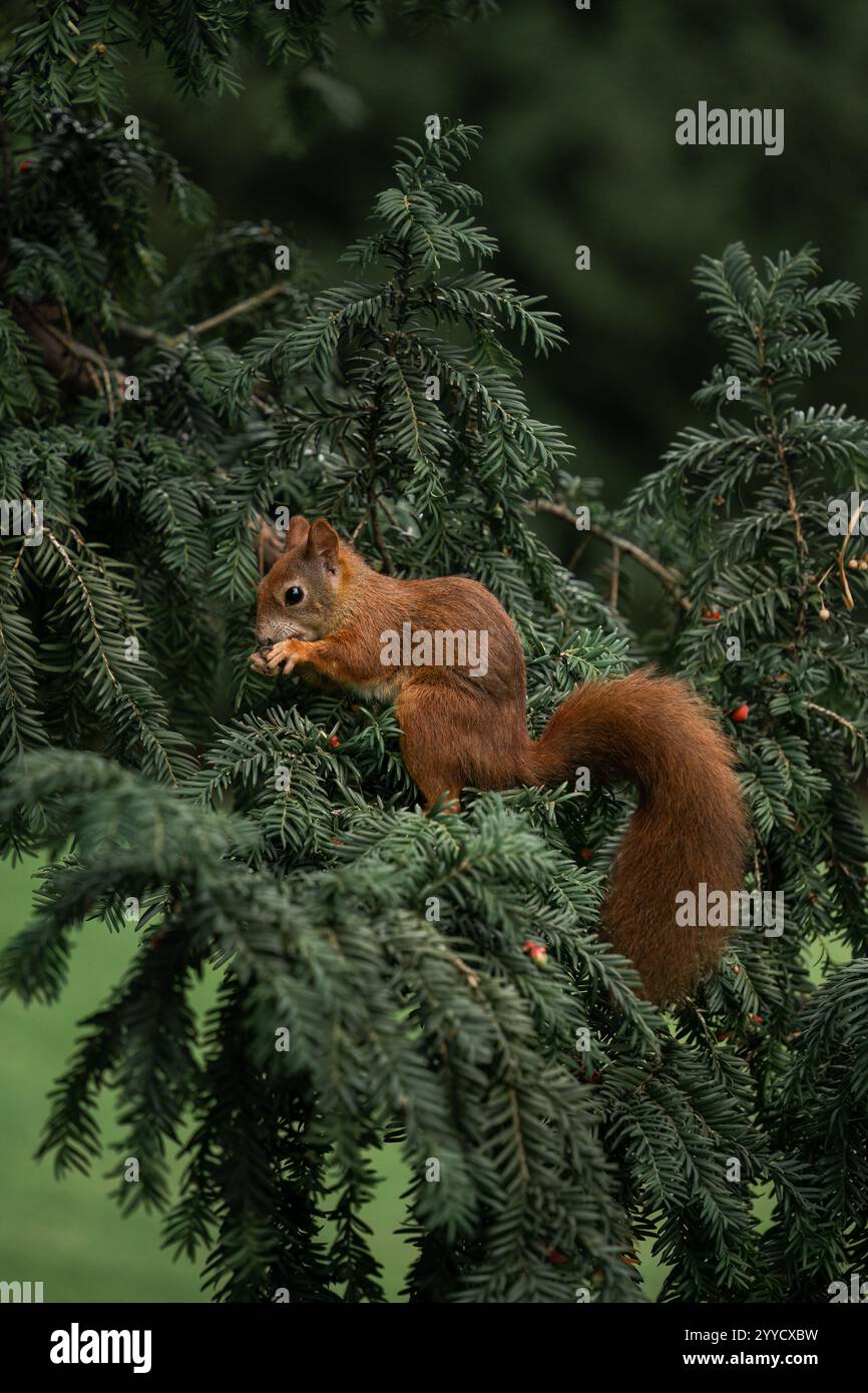 Squirrel in autumn foliage hi-res stock photography and images - Alamy