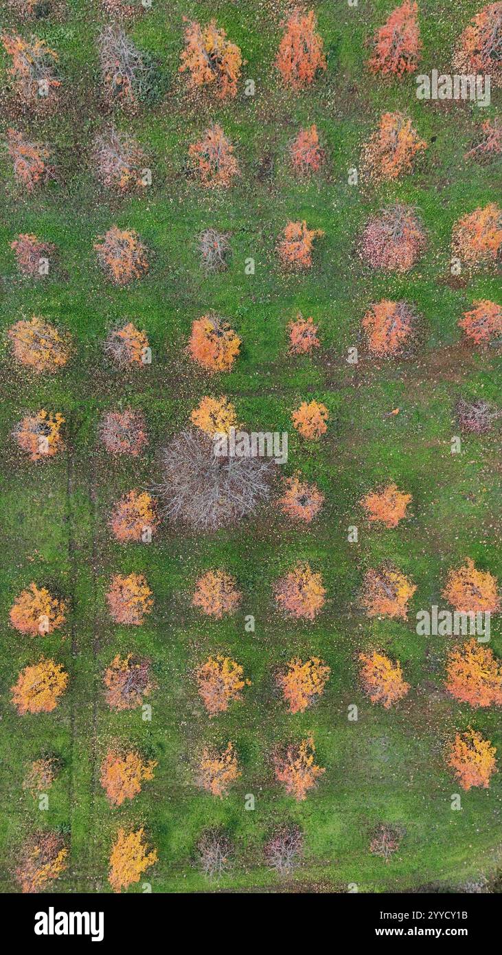 Vertical photo of yellow trees, top view of autumn and fall colors ...
