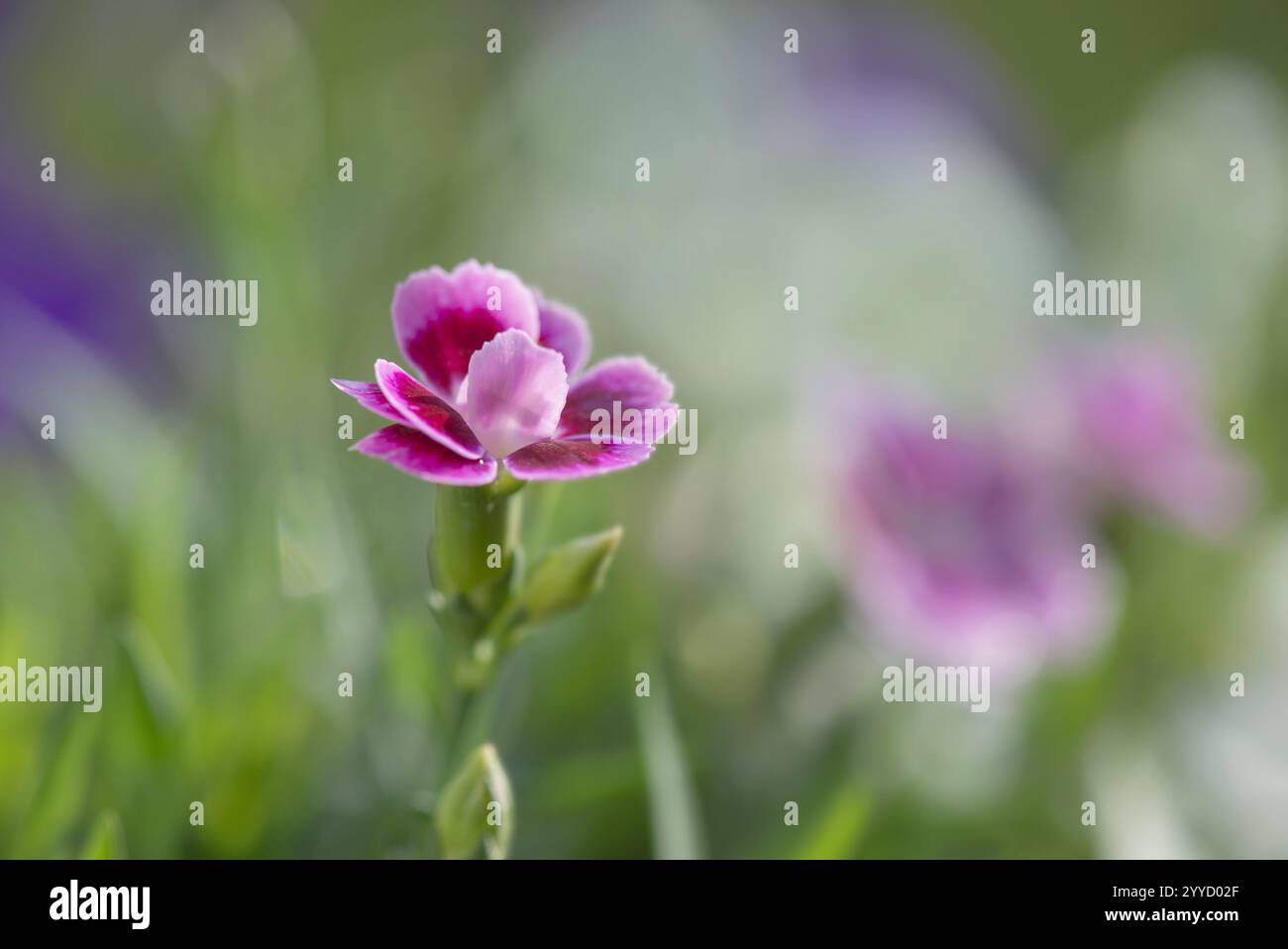 closeup up on beautiful pink flowers of carnation-dianthus chinensis ...