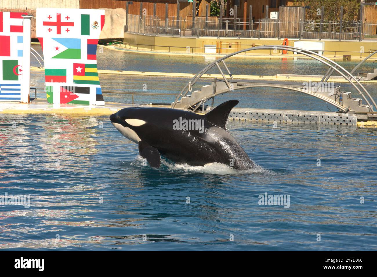 Killer Whale in Captivity Stock Photo - Alamy