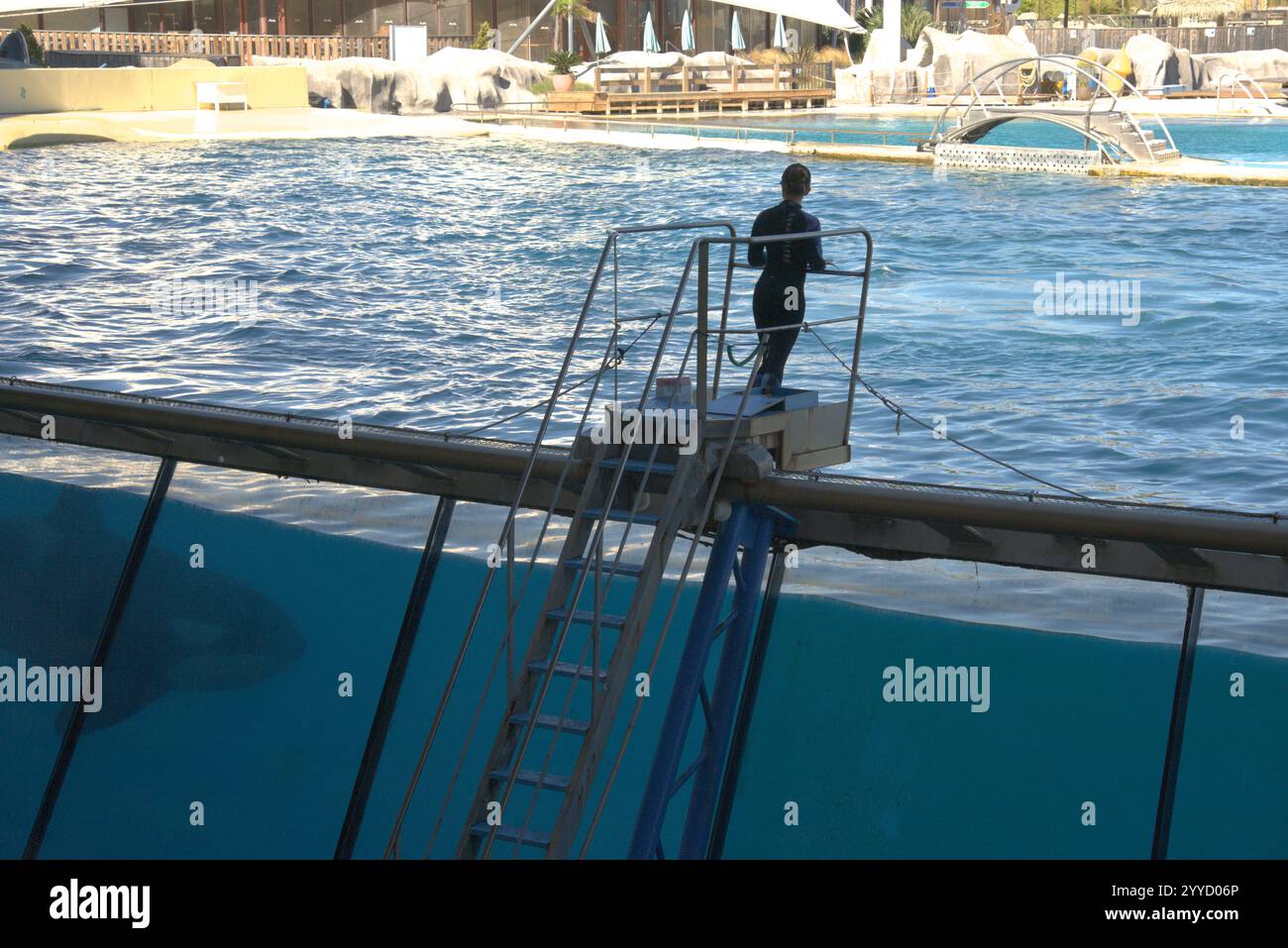 Killer Whale in Captivity Stock Photo - Alamy