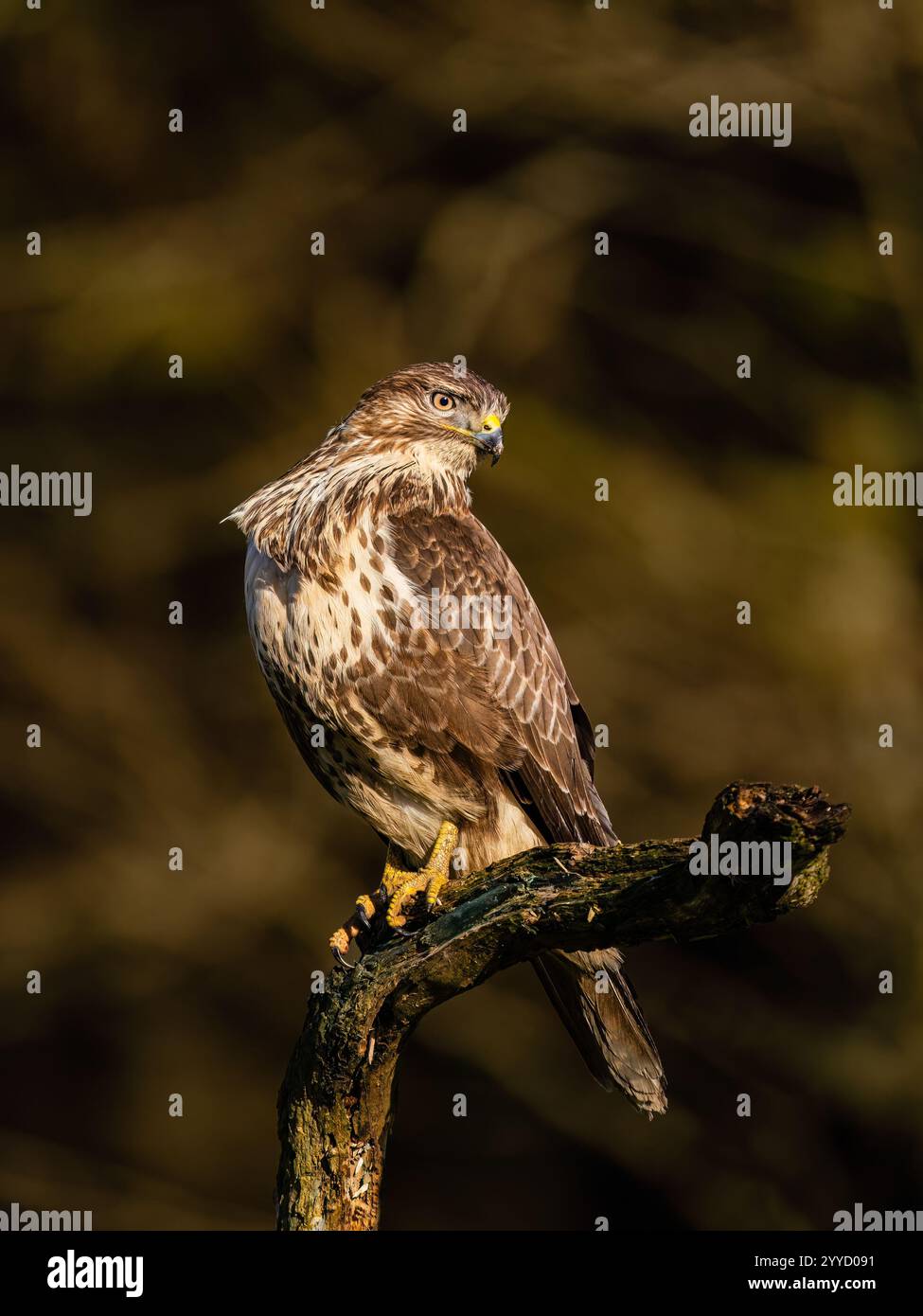 Common buzzard in late autumn in mid Wales Stock Photo - Alamy