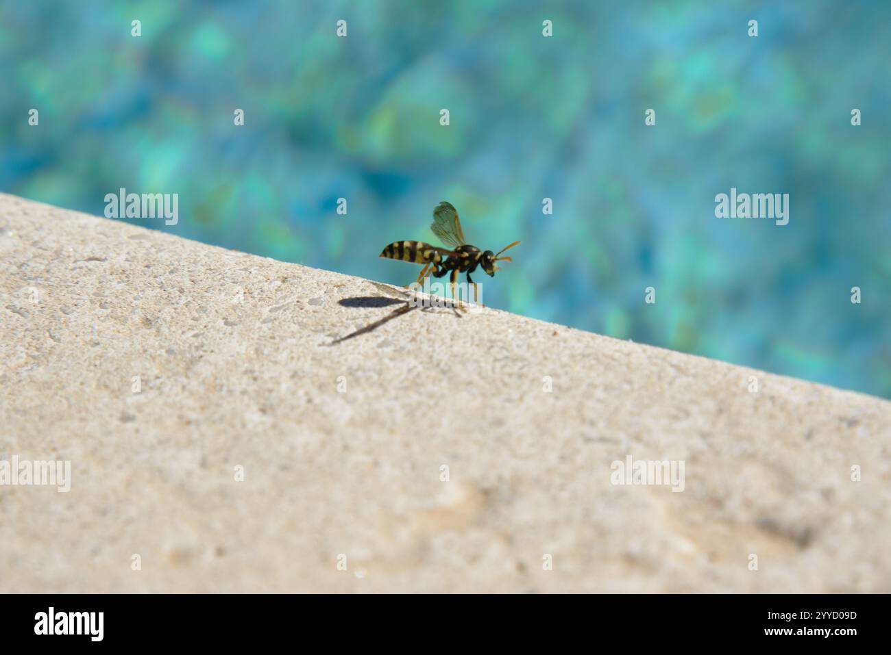 Wasp pool hi-res stock photography and images - Alamy